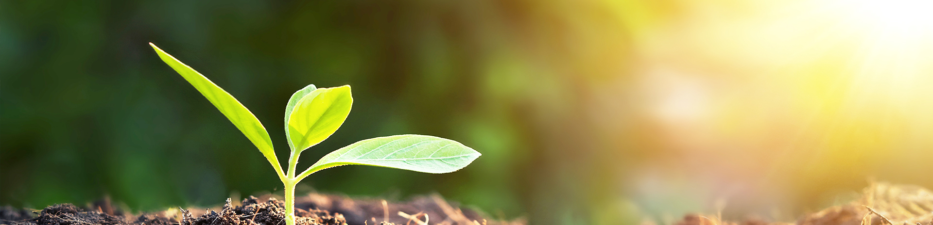 Mitigating Environmental Impacts